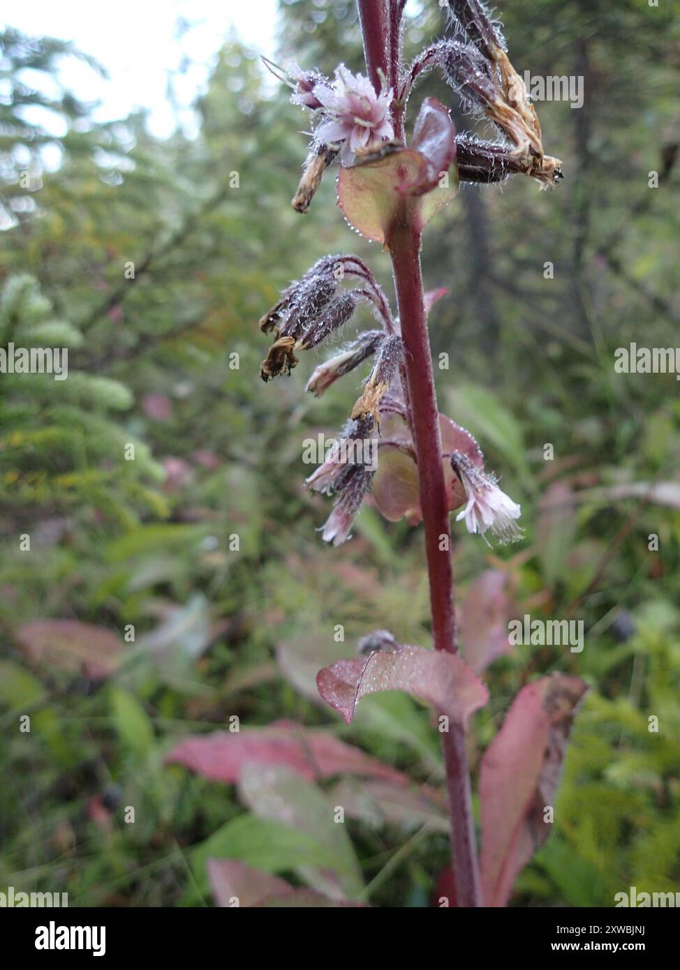 purple rattlesnake root (Nabalus racemosus) Plantae Stock Photo - Alamy
