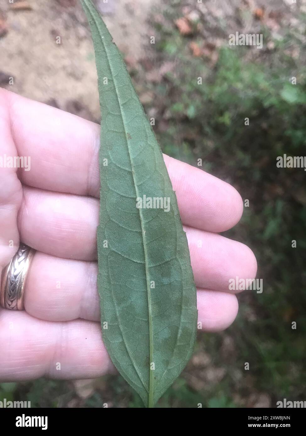 Smith's Sunflower (Helianthus smithii) Plantae Stock Photo - Alamy