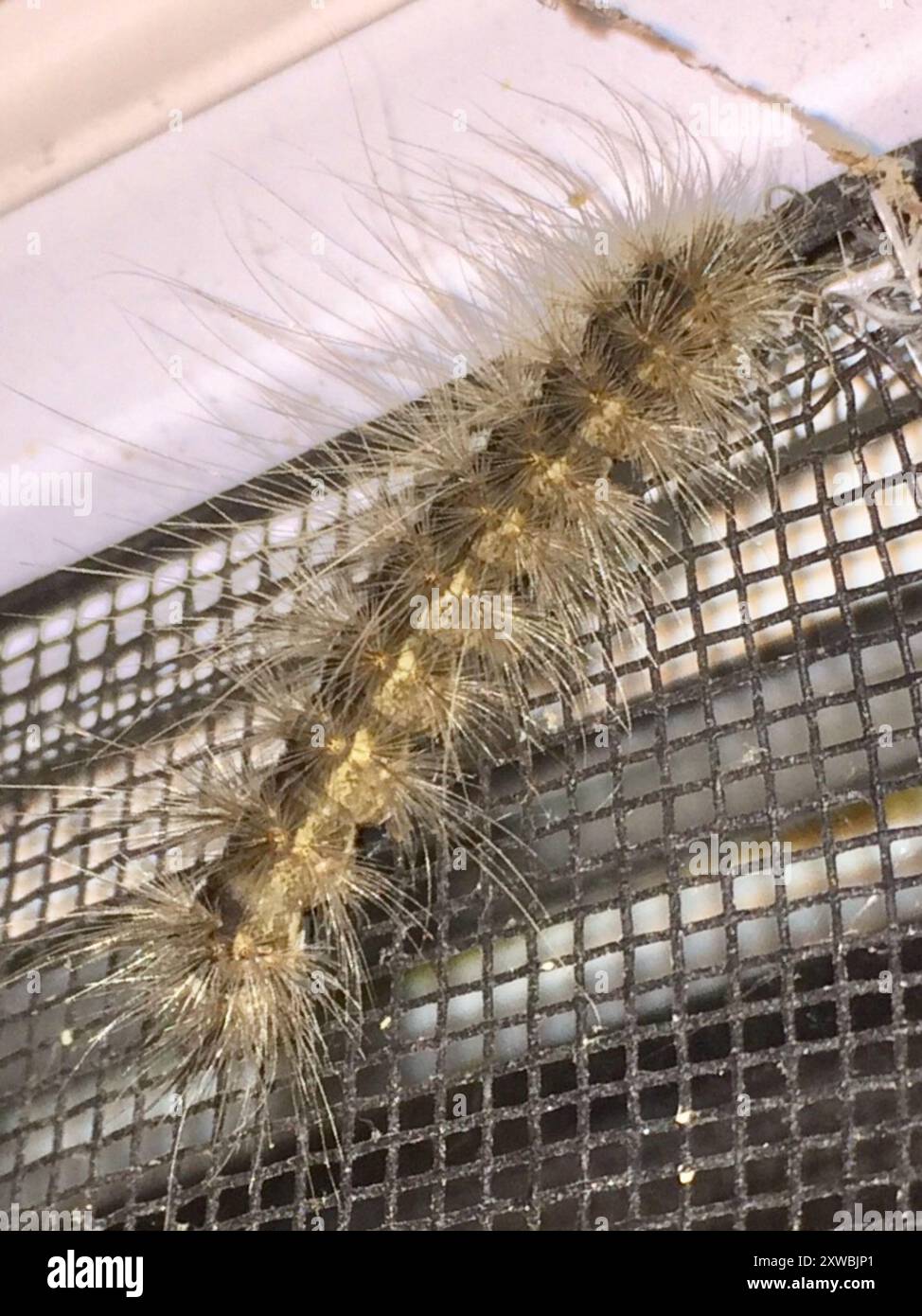 Fall Webworm Moth (Hyphantria cunea) Insecta Stock Photo - Alamy