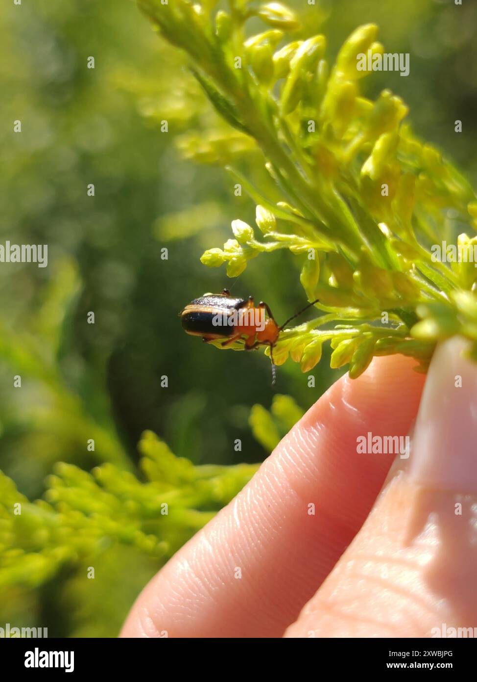 Orange Blister Beetle (Zonitis vittigera) Insecta Stock Photo - Alamy
