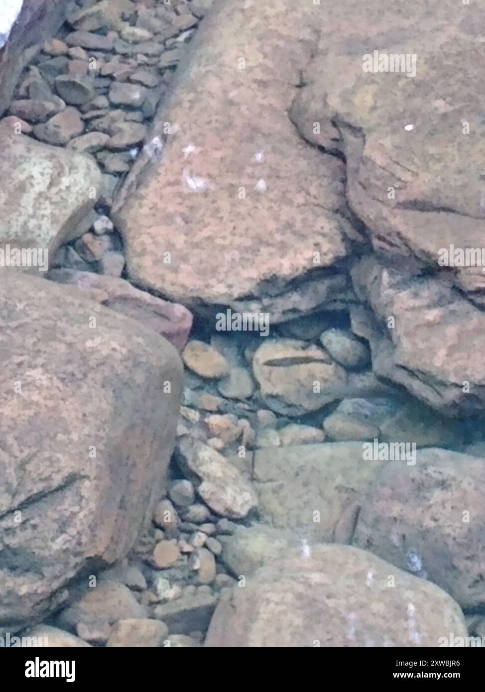 Ray-finned Fishes (Actinopterygii) Actinopterygii Stock Photo - Alamy