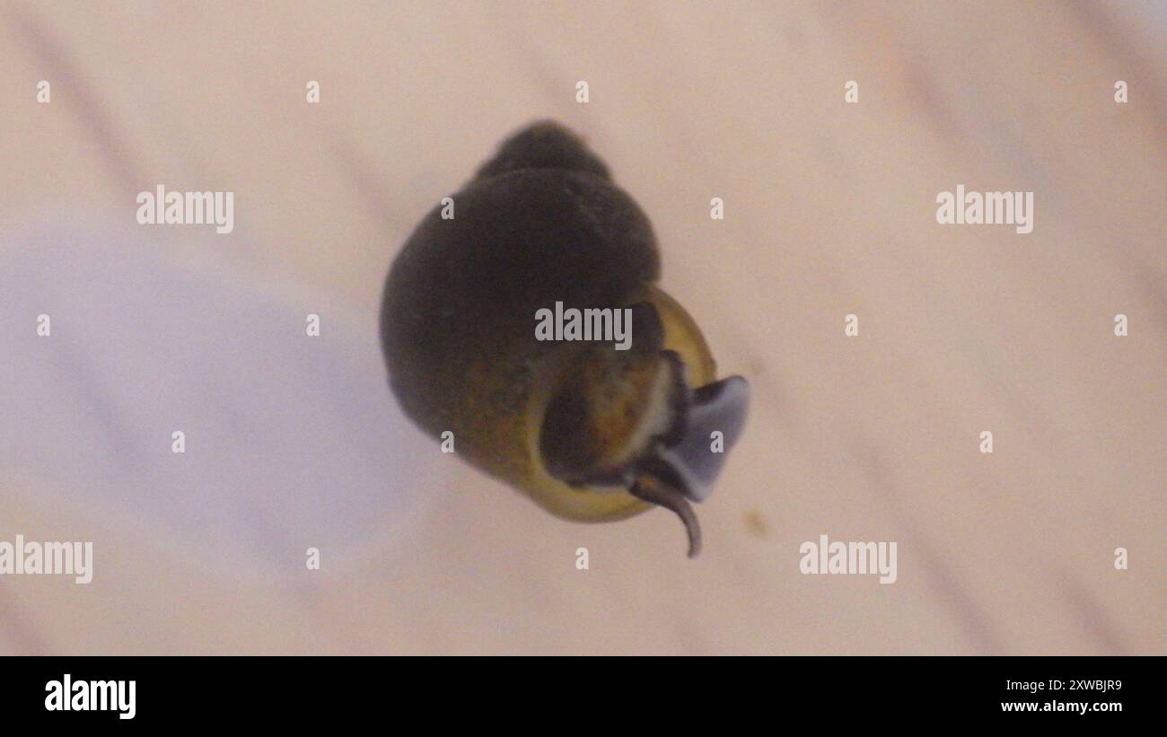 Hydrobiid Mud Snails (Hydrobiidae) Mollusca Stock Photo - Alamy