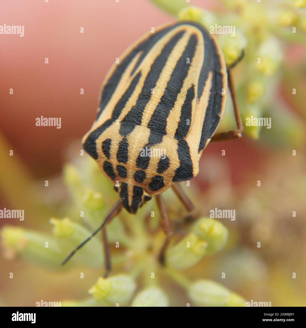 Canarian Striped Shield Bug (Graphosoma interruptum) Insecta Stock ...