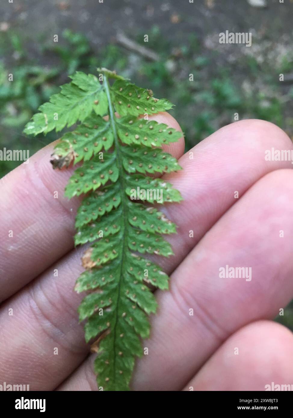 spinulose wood fern (Dryopteris carthusiana) Plantae Stock Photo - Alamy