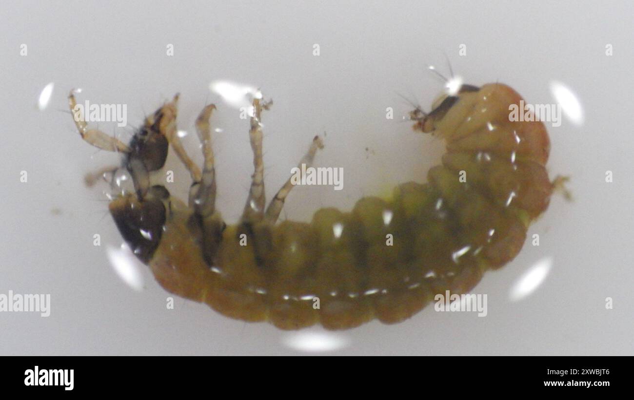 Little Black Caddisflies (Glossosomatidae) Insecta Stock Photo - Alamy