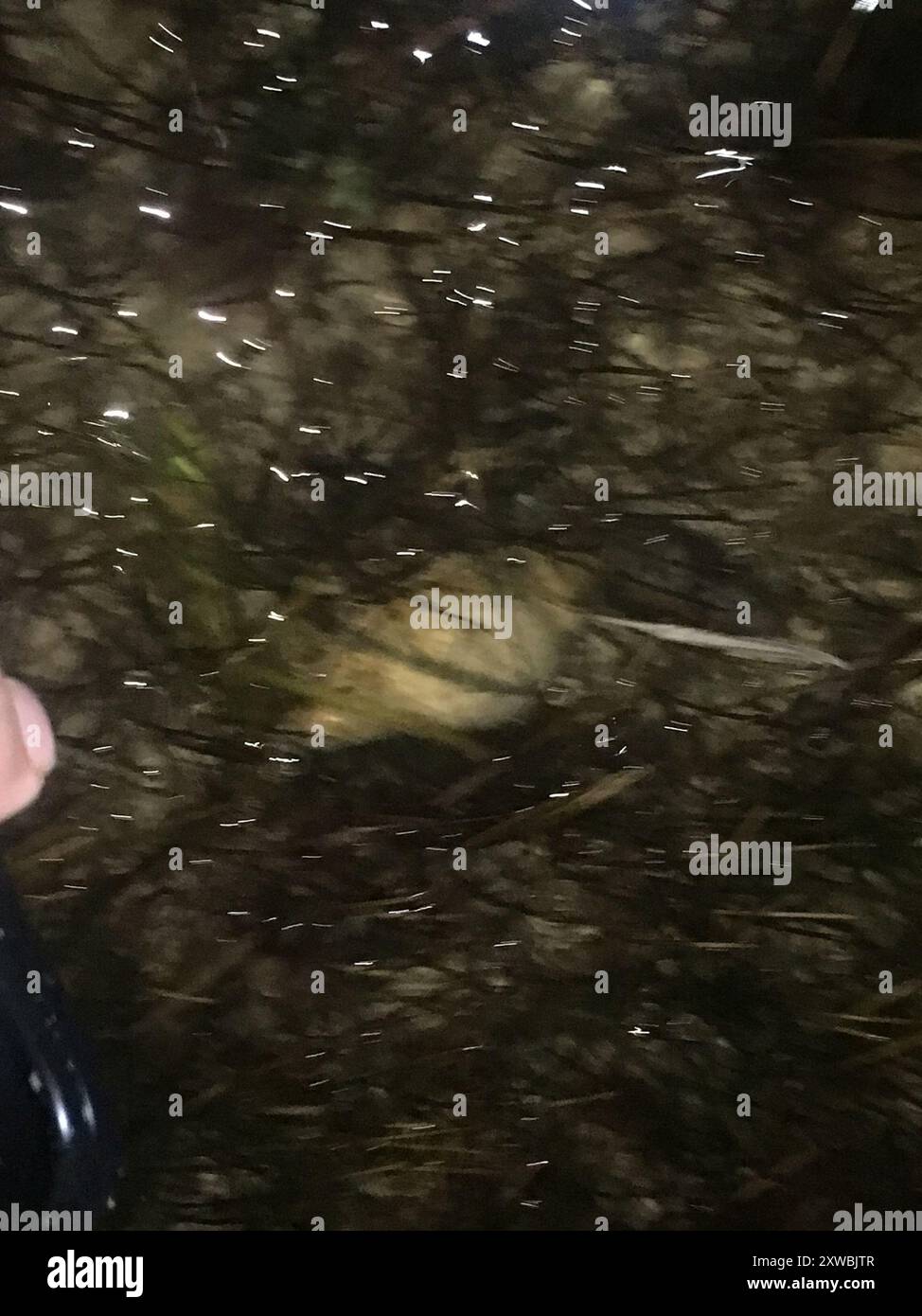 Needlefishes (Belonidae) Actinopterygii Stock Photo - Alamy