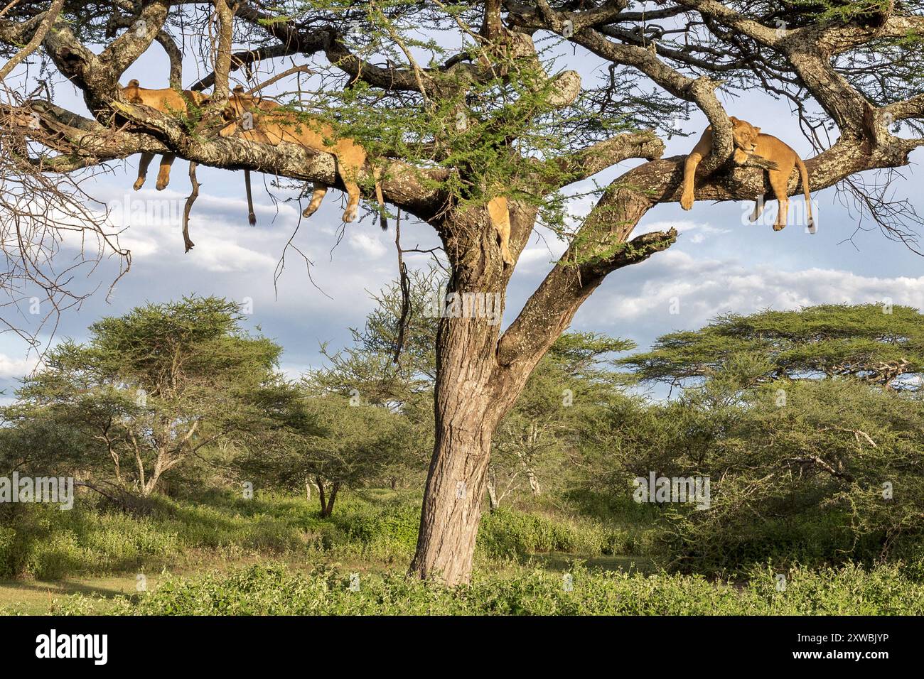 (acacia lahai) red thorn acacia hi-res stock photography and images - Alamy