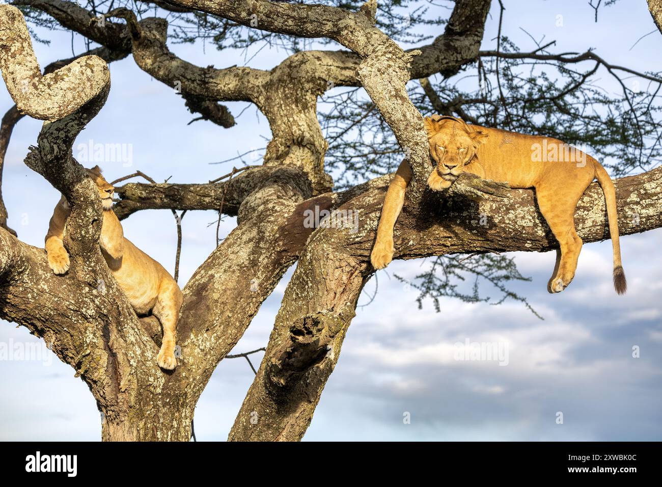 (acacia lahai) red thorn acacia hi-res stock photography and images - Alamy