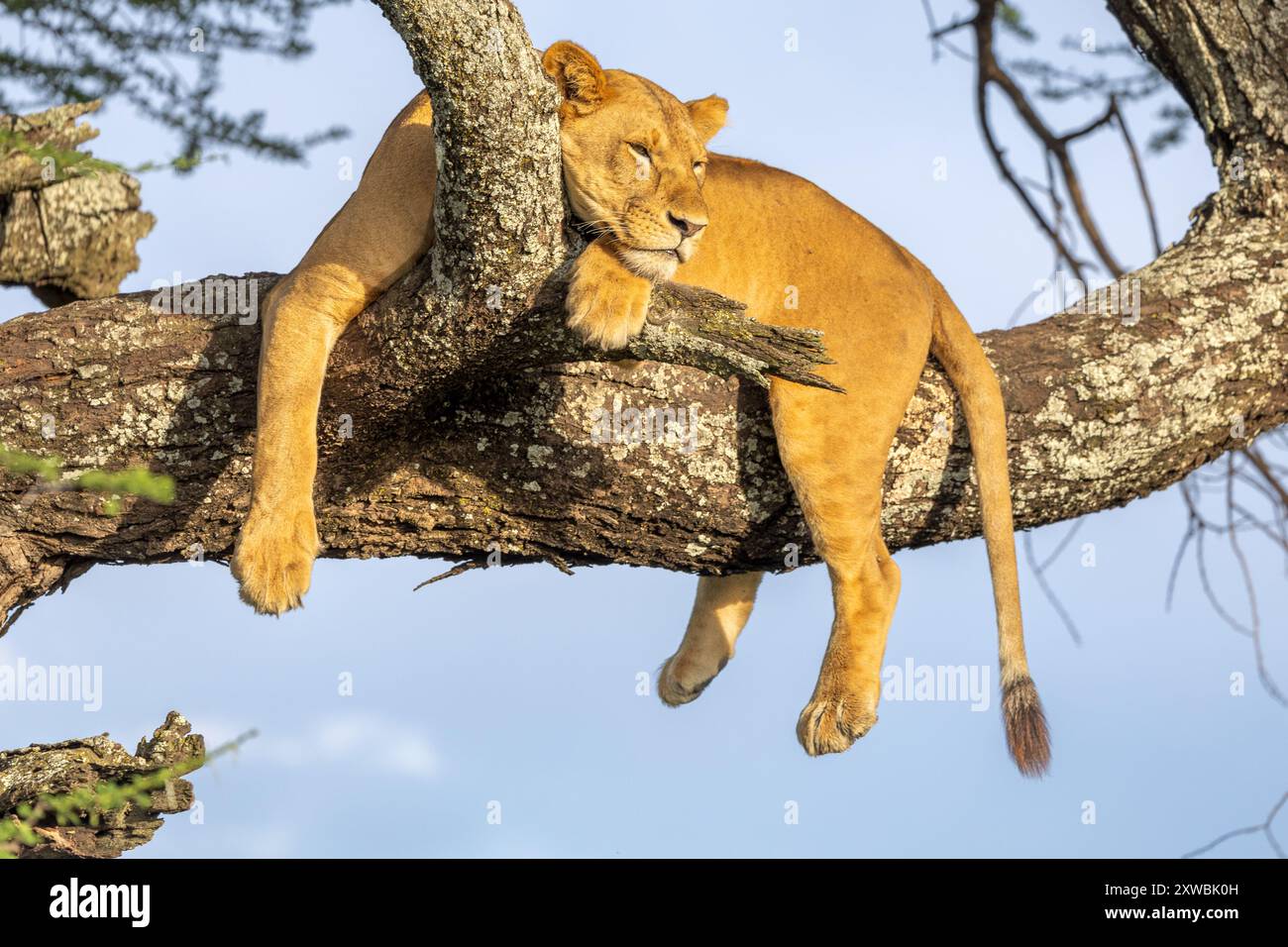 (acacia lahai) red thorn acacia hi-res stock photography and images - Alamy