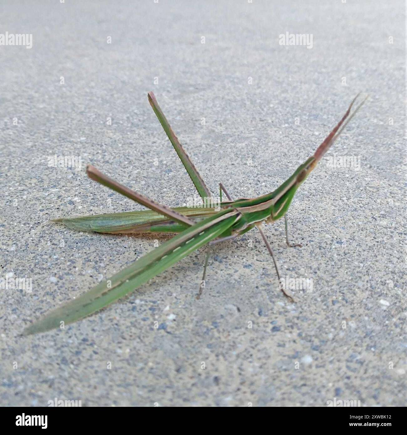 Mediterranean Slant-faced Grasshopper (Acrida ungarica) Insecta Stock ...