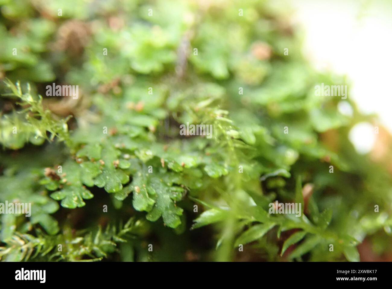 Jagged Germanderwort (Riccardia chamedryfolia) Plantae Stock Photo - Alamy