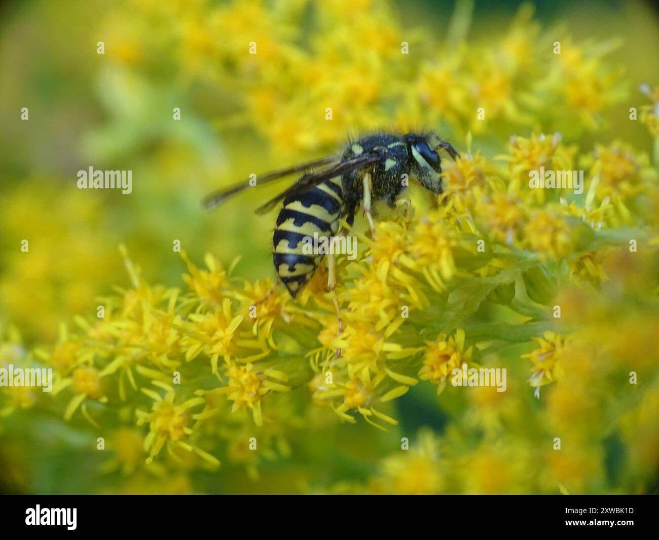 Common Aerial Yellowjacket (Dolichovespula arenaria) Insecta Stock ...
