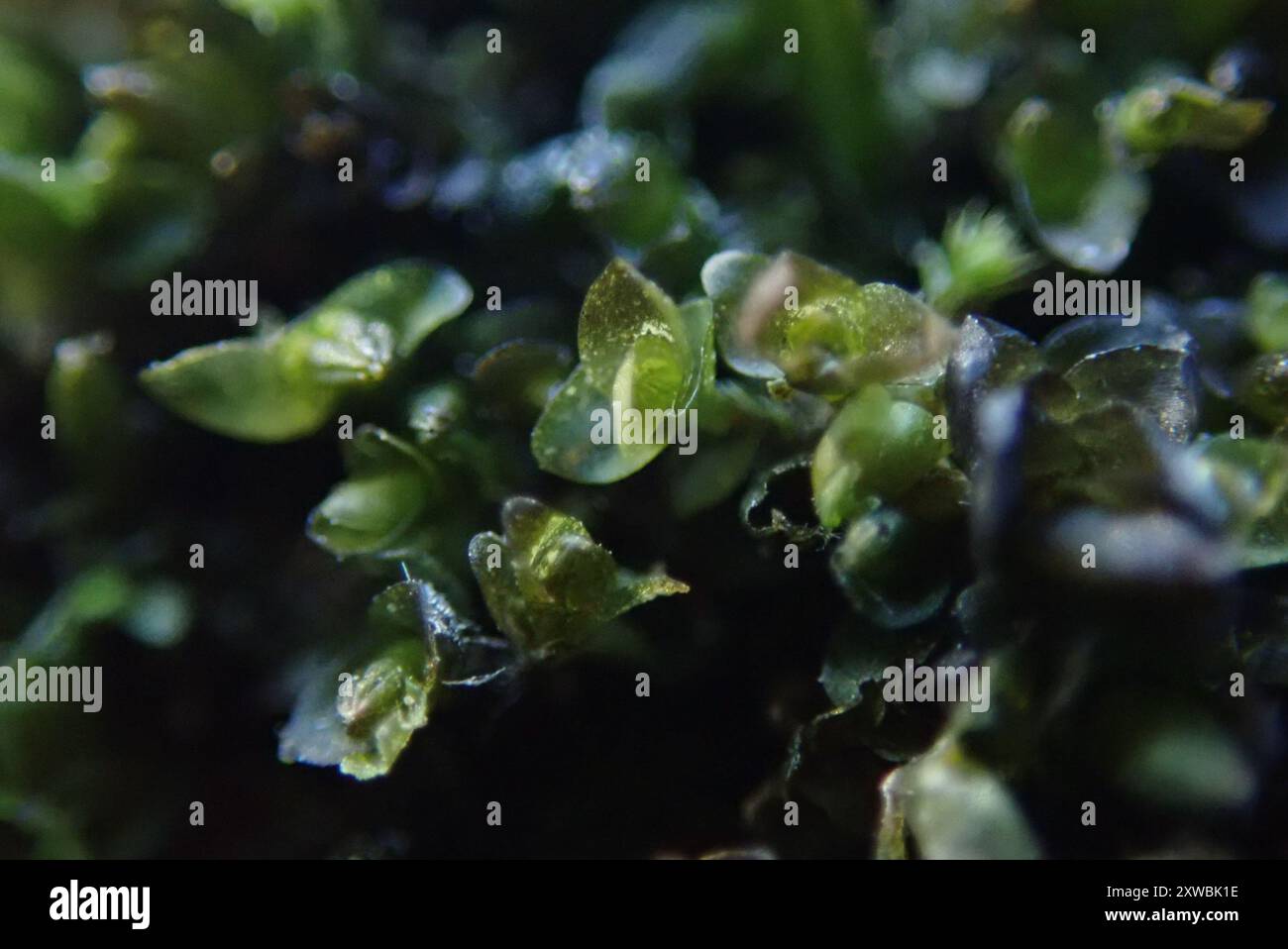 Dwarf Flapwort (Jungermannia pumila) Plantae Stock Photo - Alamy