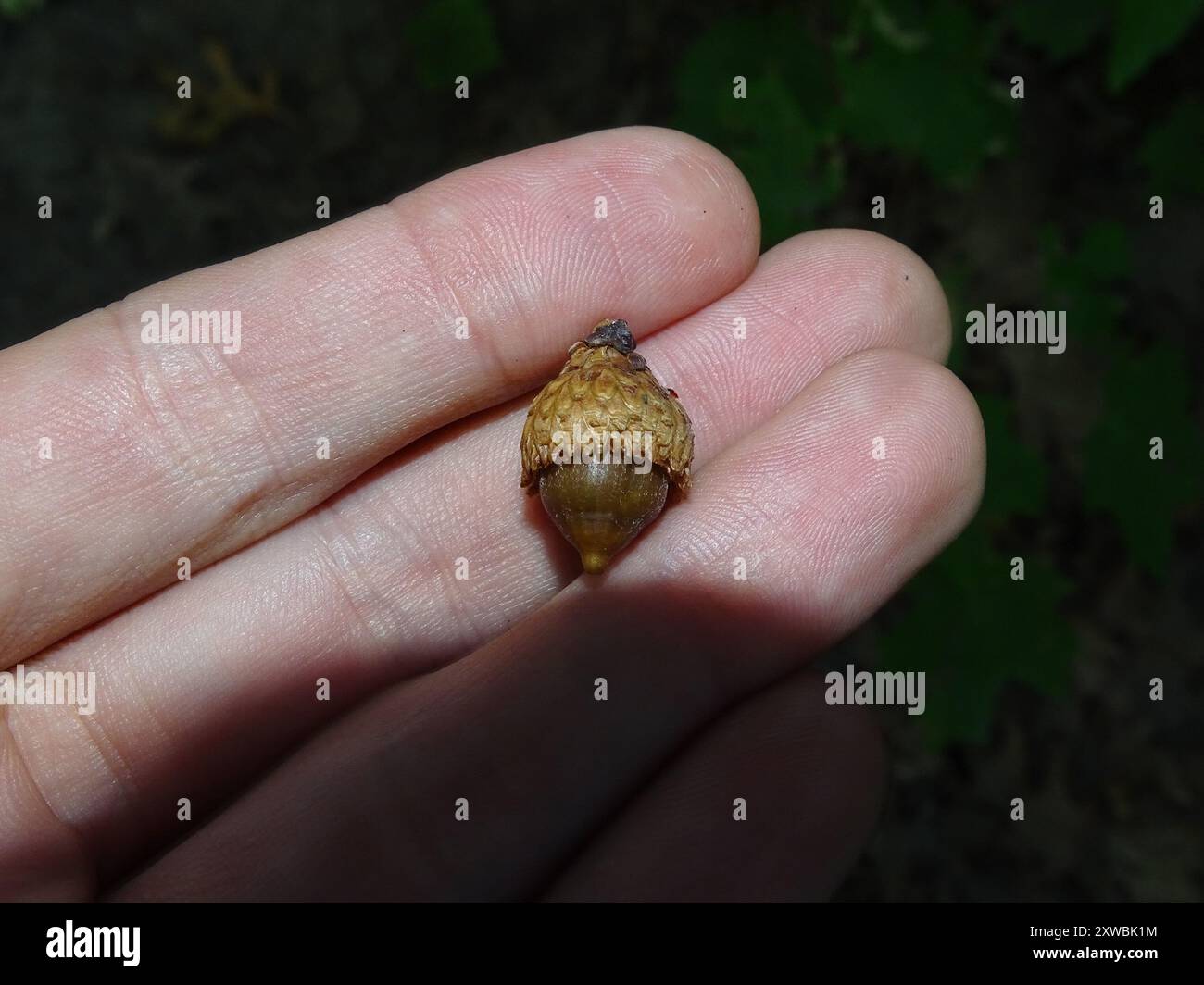 black oak (Quercus velutina) Plantae Stock Photo - Alamy