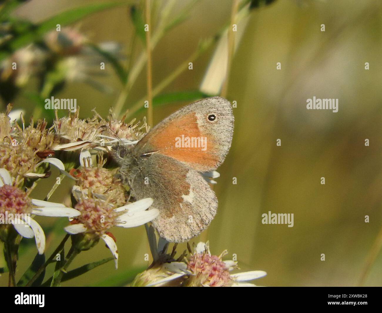 Common Ringlet (Coenonympha california) Insecta Stock Photo - Alamy