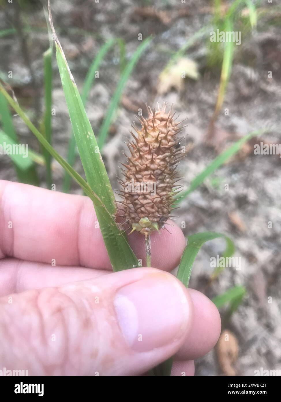cattail sedge (Carex typhina) Plantae Stock Photo - Alamy