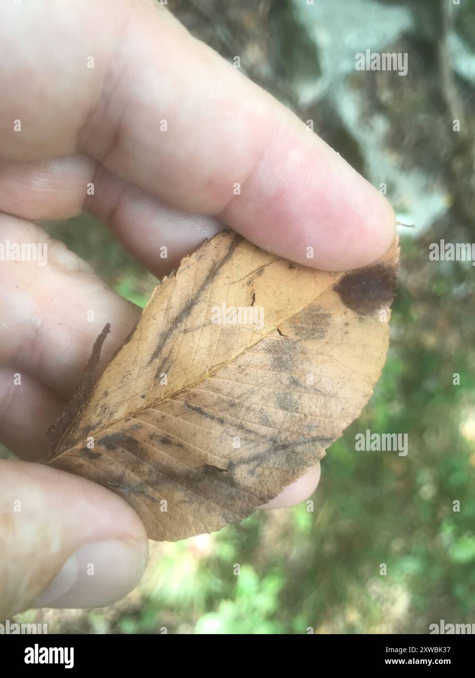 September Elm (Ulmus serotina) Plantae Stock Photo - Alamy