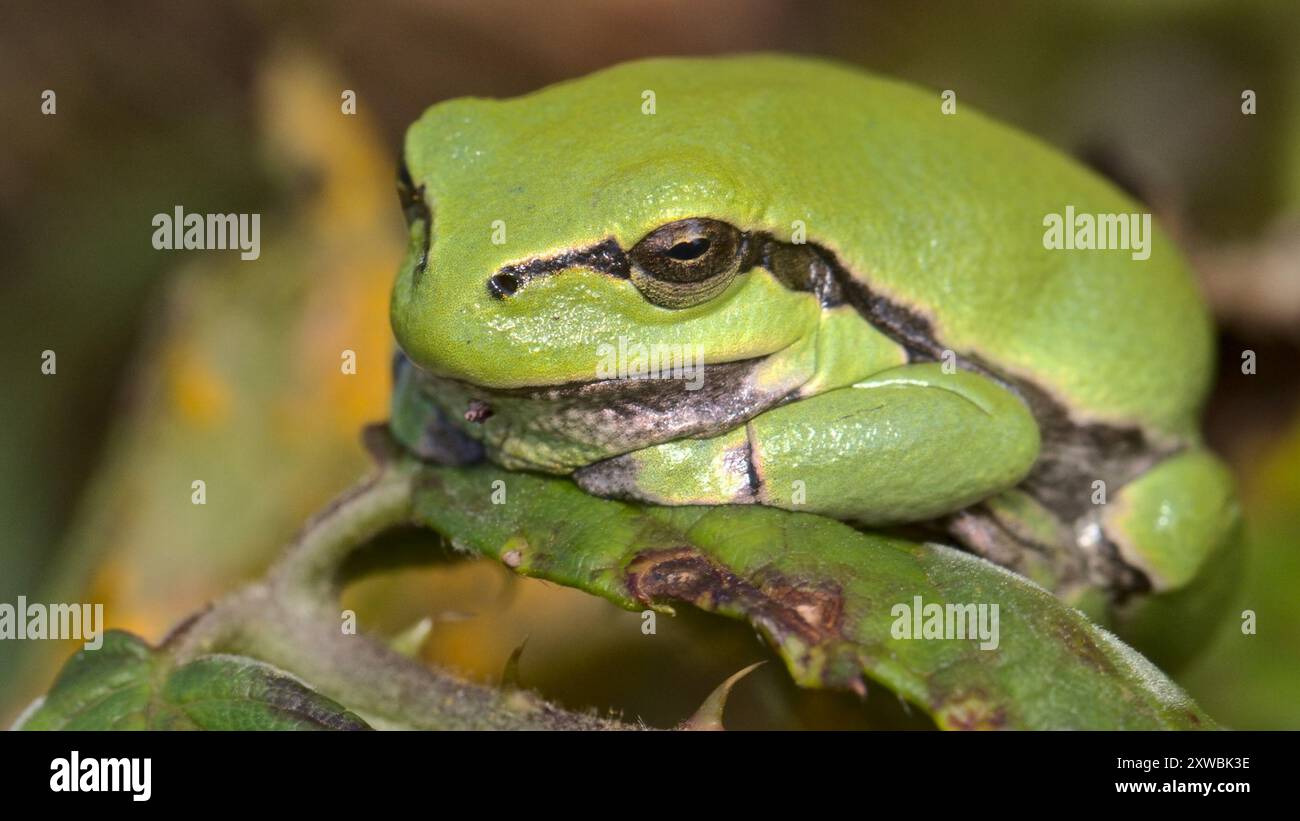 European Tree Frog (Hyla arborea) Amphibia Stock Photo - Alamy