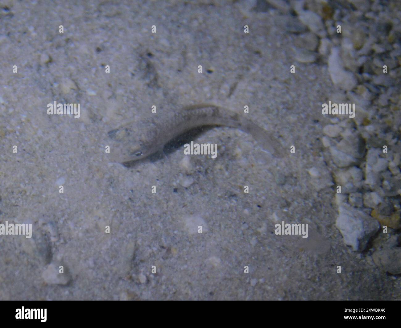 Sheepshead Minnow (Cyprinodon variegatus) Actinopterygii Stock Photo ...