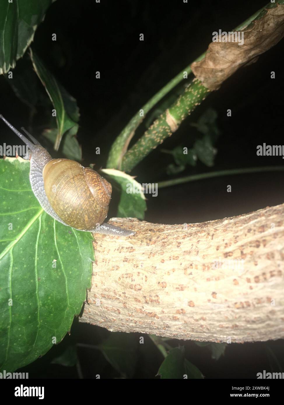 Cuban Brown Snail (Zachrysia provisoria) Mollusca Stock Photo - Alamy