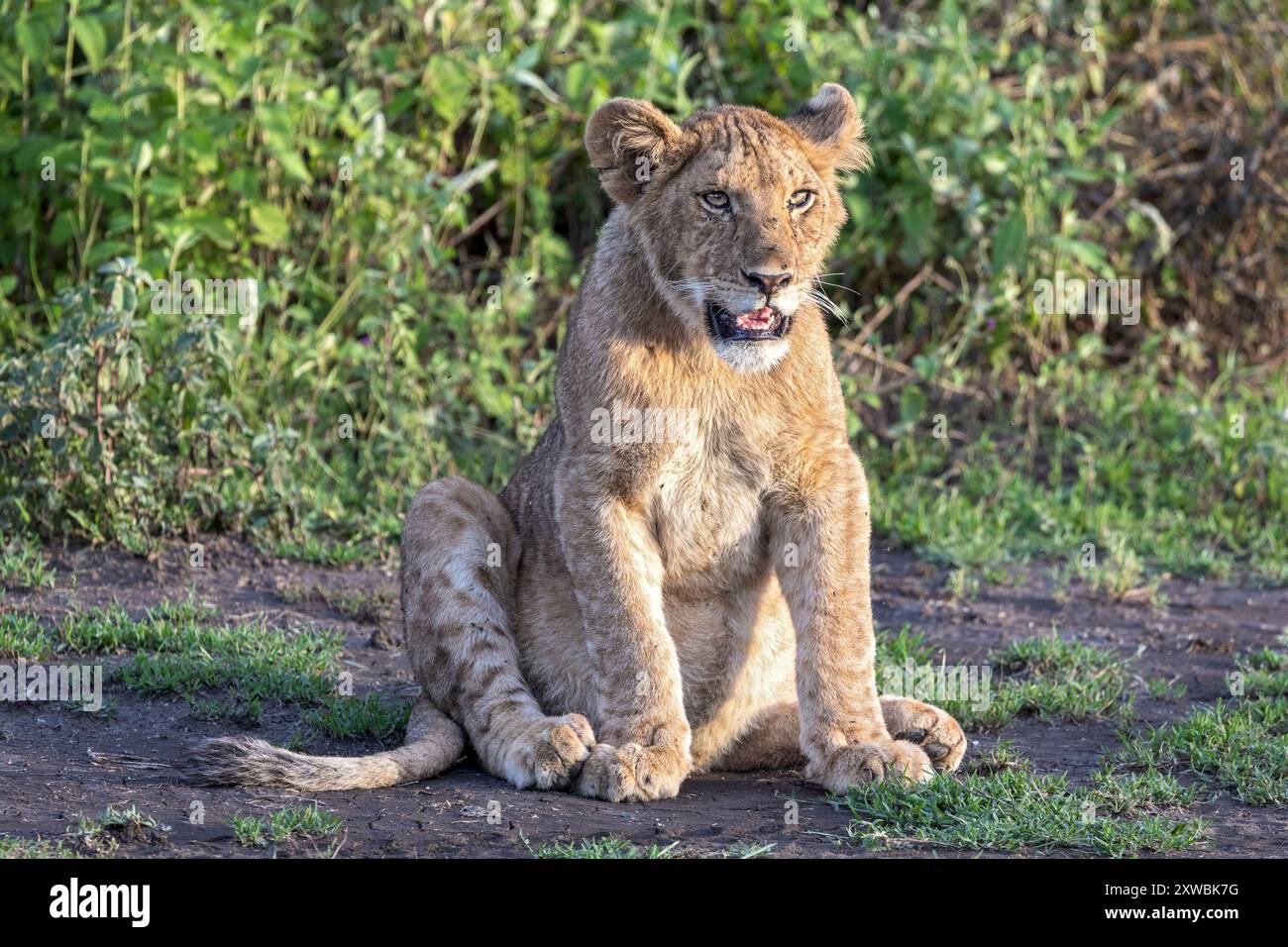 Lions cubs, Ndutu Plains, Serengeti National Park, Tanzania Stock Photo ...