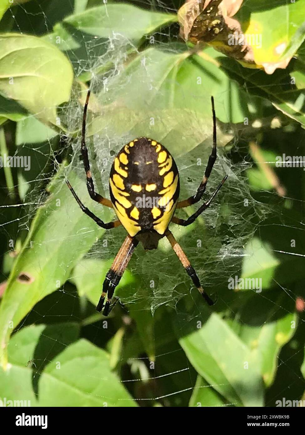 Yellow Garden Spider (Argiope aurantia) Arachnida Stock Photo - Alamy