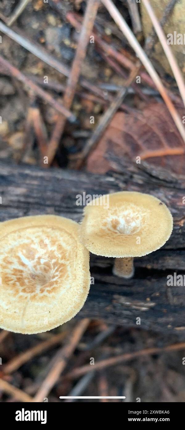 Spring Polypore (Lentinus arcularius) Fungi Stock Photo - Alamy