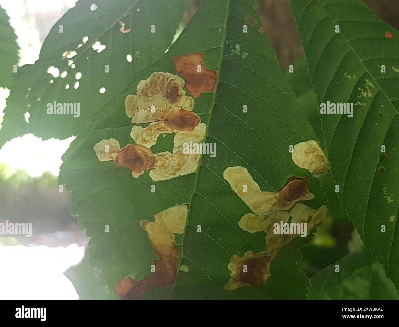 Horse-chestnut Leafminer (Cameraria ohridella) Insecta Stock Photo - Alamy
