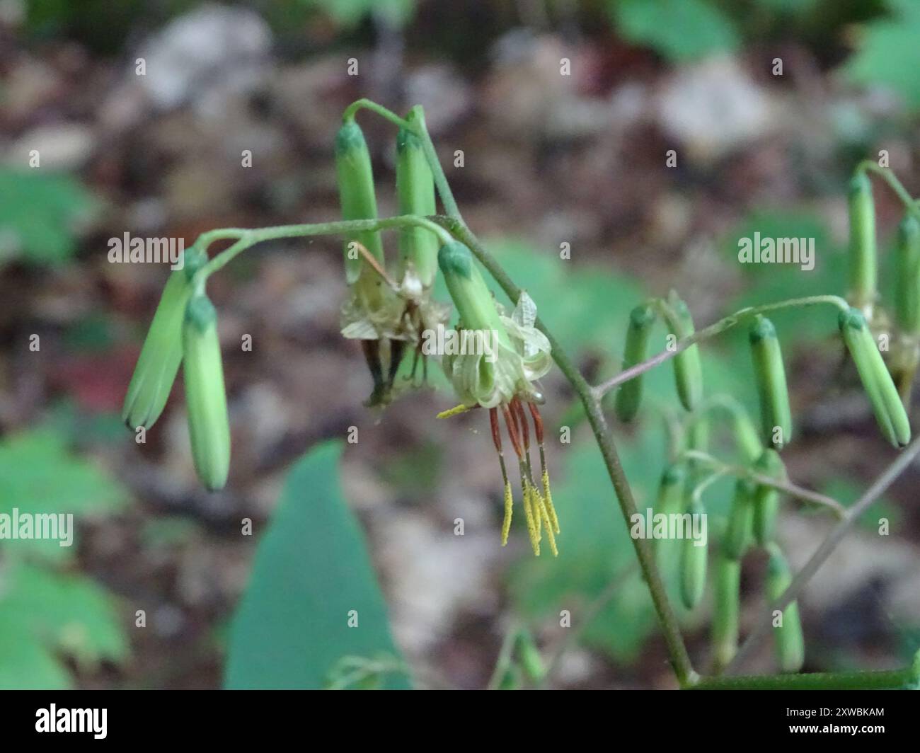 tall rattlesnake root (Nabalus altissimus) Plantae Stock Photo - Alamy