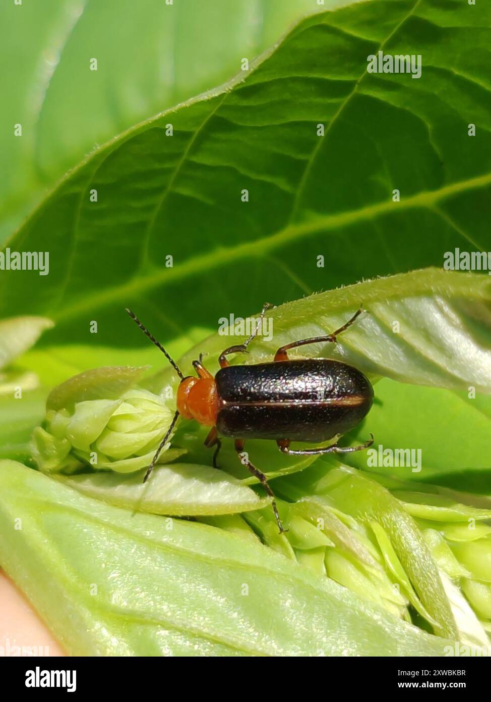 Zonitis hi-res stock photography and images - Alamy