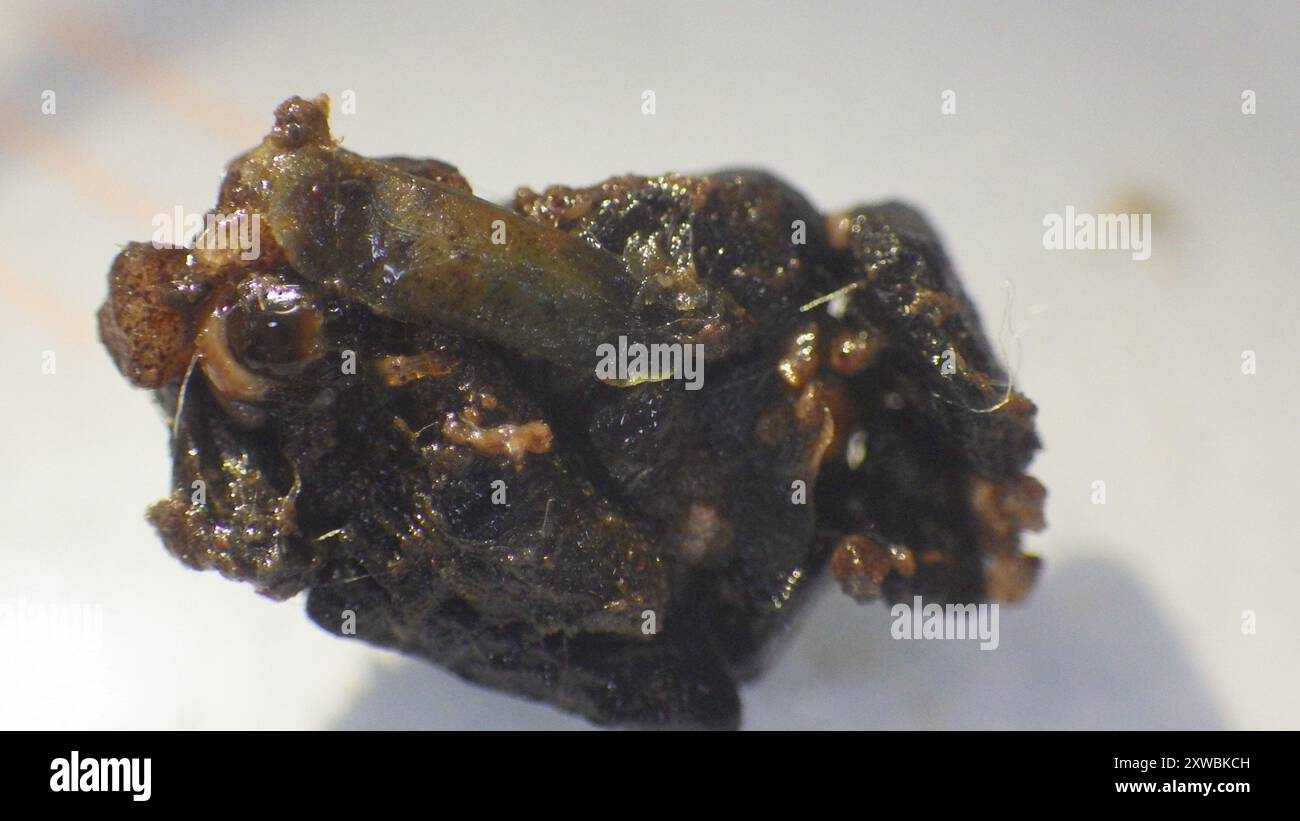 Little Black Caddisflies (Glossosomatidae) Insecta Stock Photo - Alamy
