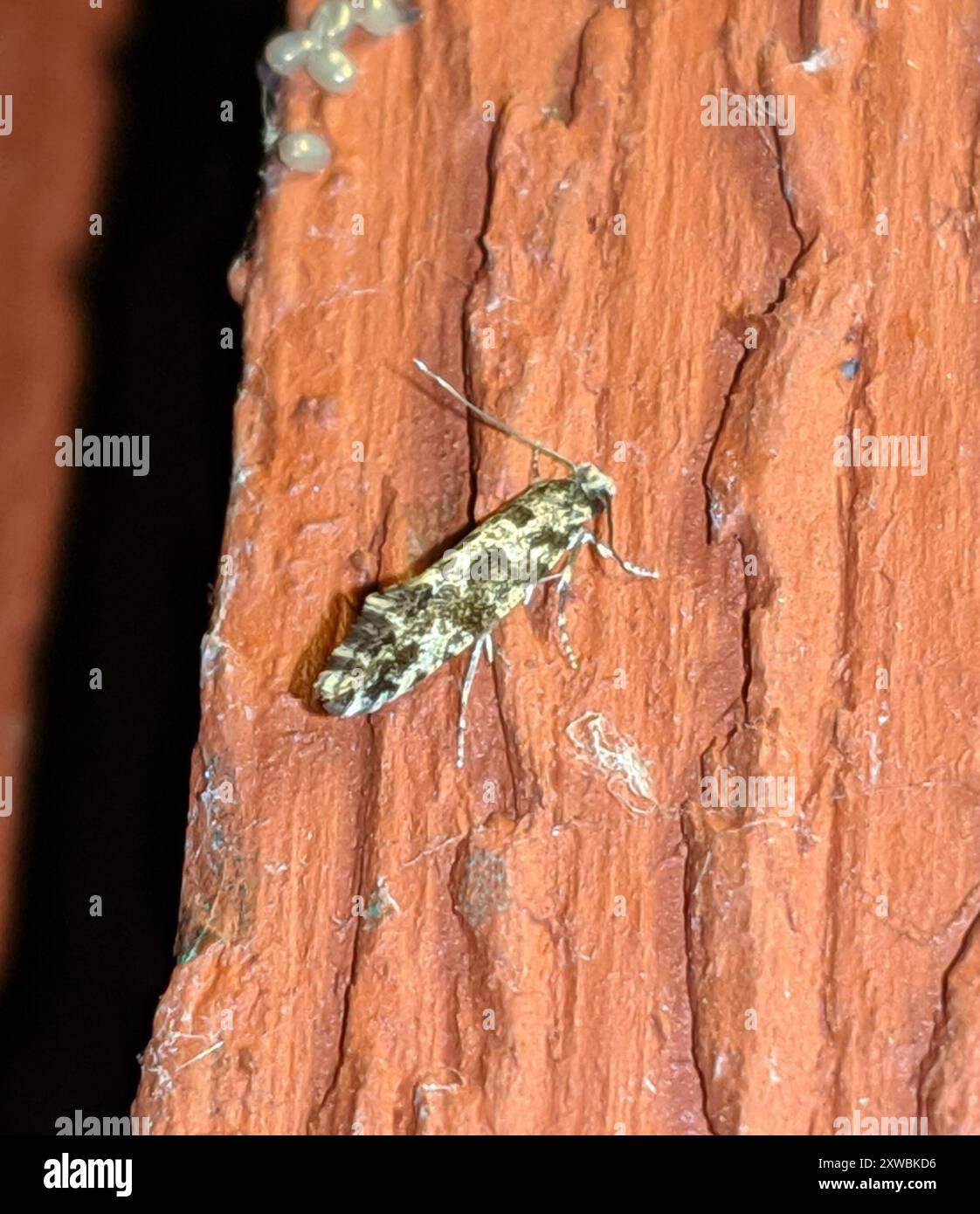 European grain moth (Nemapogon granella) Insecta Stock Photo - Alamy