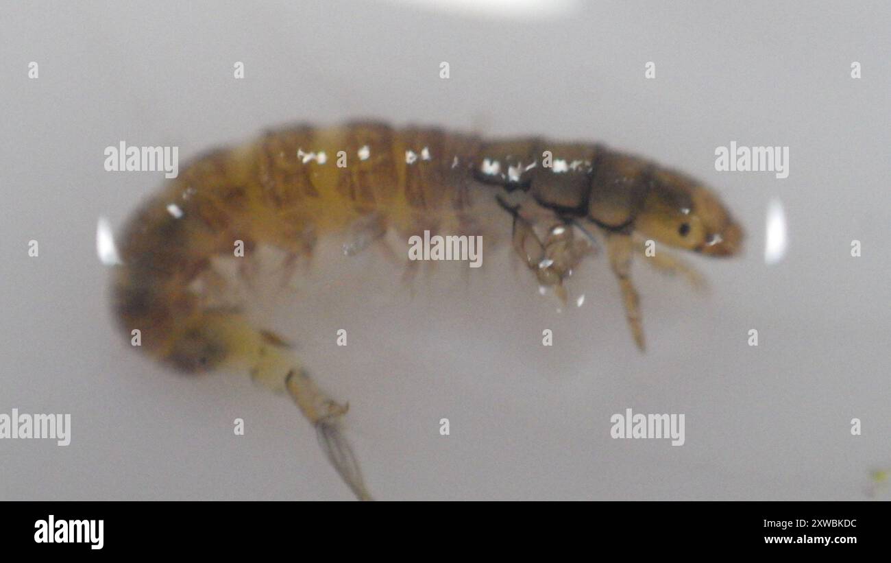 Net-spinning Caddisflies (Hydropsychidae) Insecta Stock Photo - Alamy