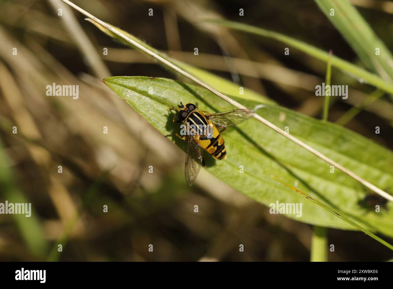 Sun Fly (Helophilus pendulus) Insecta Stock Photo - Alamy
