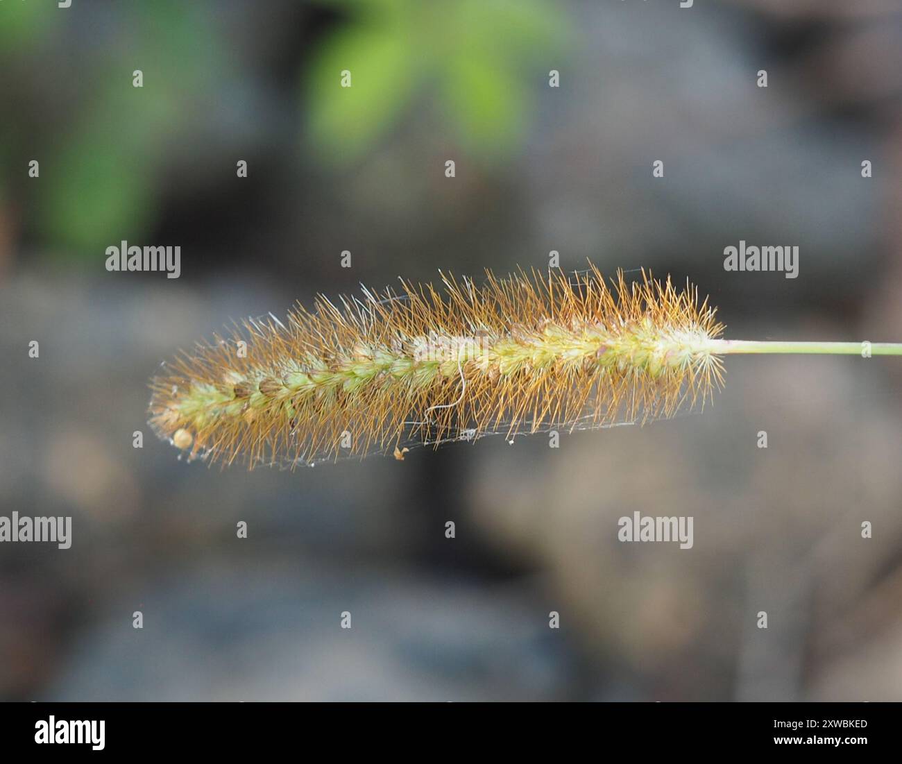 yellow foxtail (Setaria pumila) Plantae Stock Photo - Alamy