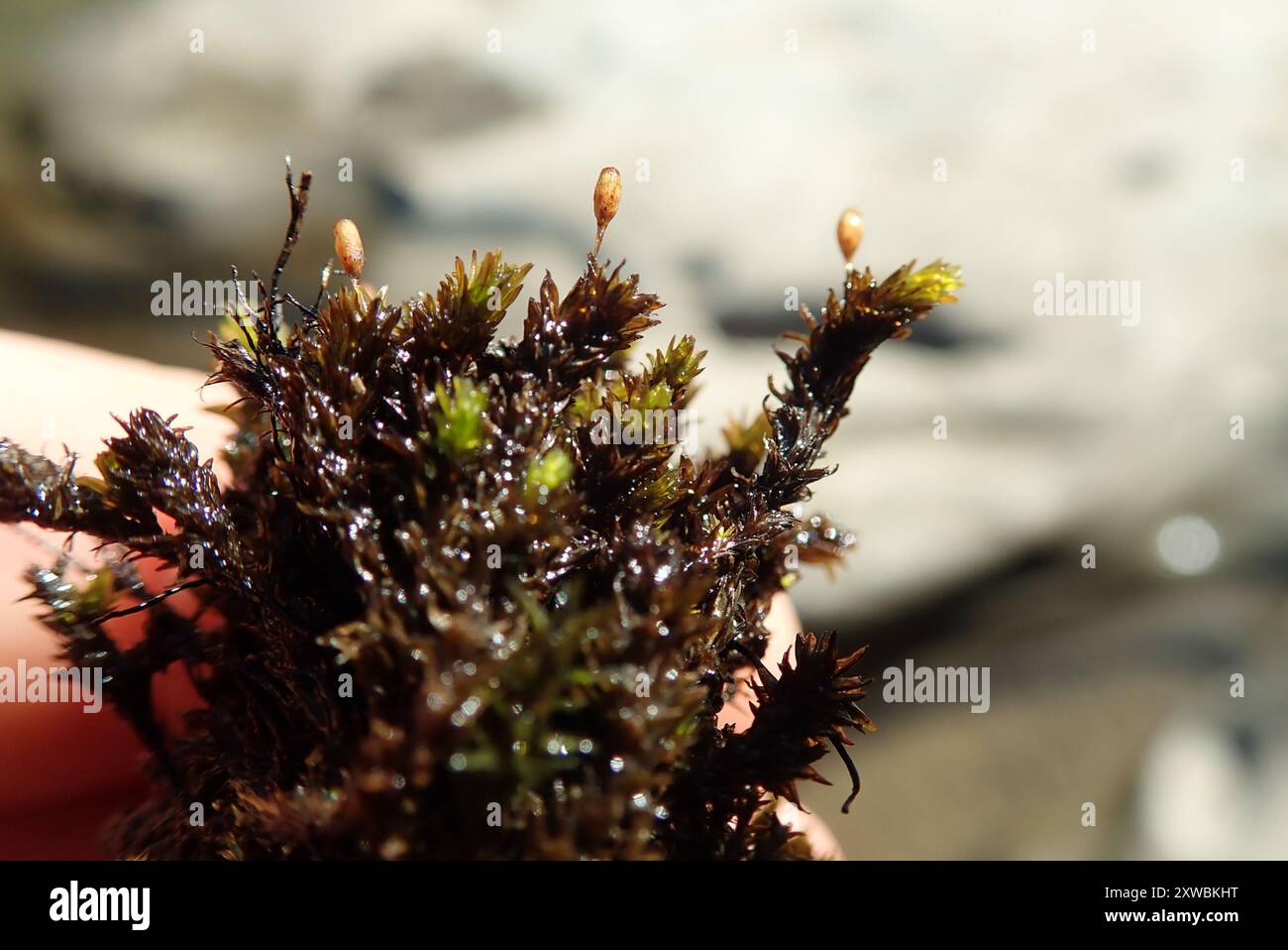 Yellow Fringe-moss (Racomitrium aciculare) Plantae Stock Photo - Alamy