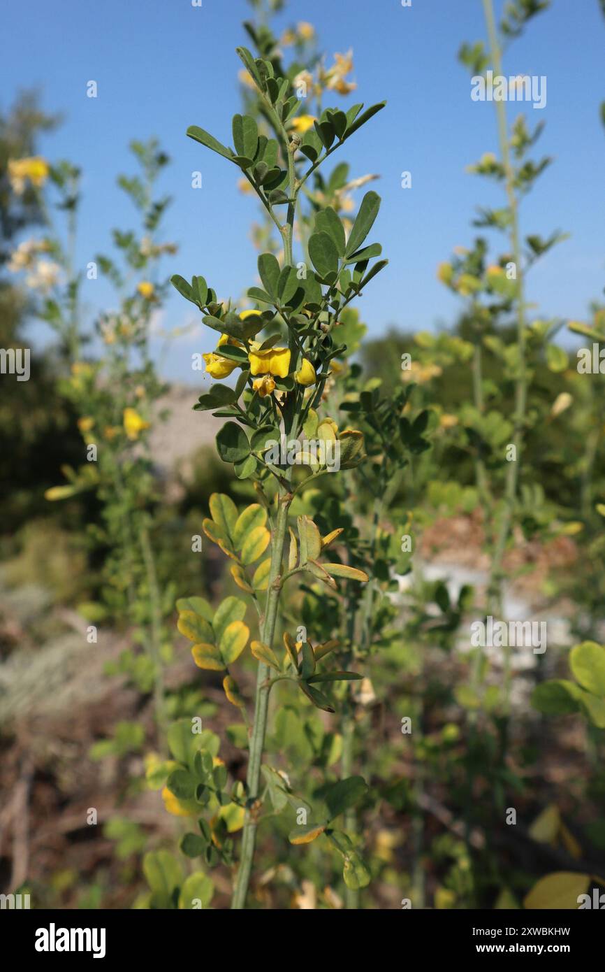 Scorpion Senna (Hippocrepis emerus) Plantae Stock Photo - Alamy