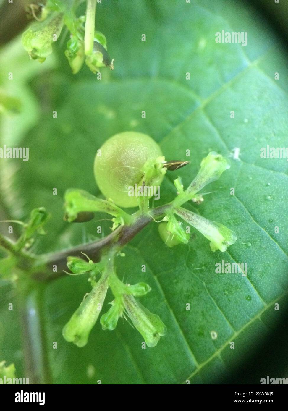 wood nettle (Laportea canadensis) Plantae Stock Photo - Alamy