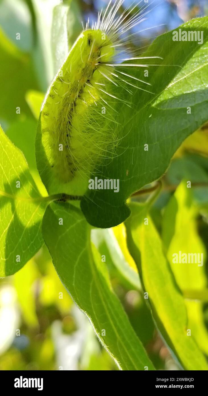 Hackberry Dagger (Acronicta rubricoma) Insecta Stock Photo - Alamy