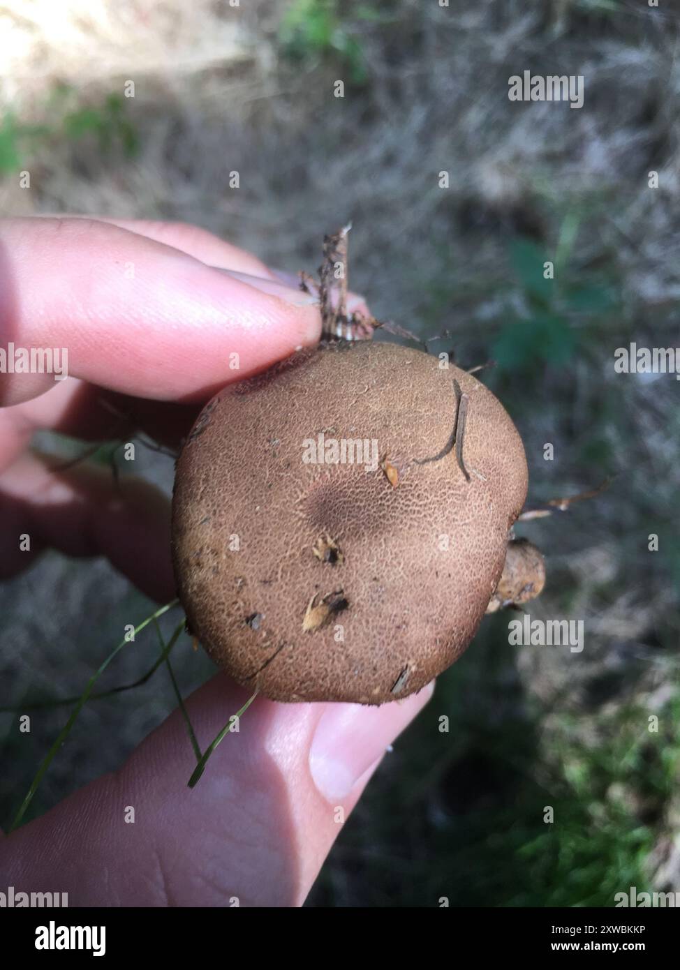 common earthball (Scleroderma citrinum) Fungi Stock Photo - Alamy