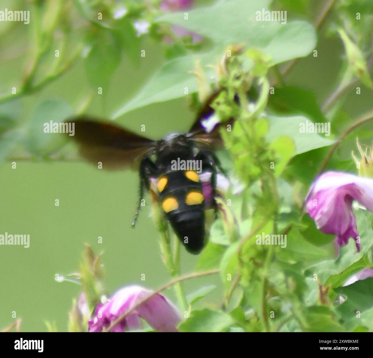 Large Four-spotted Scoliid Wasp (Pygodasis quadrimaculata) Insecta ...