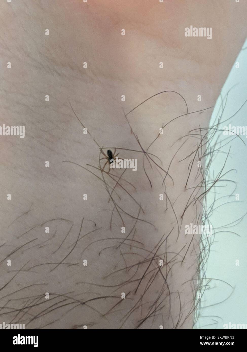 Black House Spider (Badumna insignis) Arachnida Stock Photo - Alamy