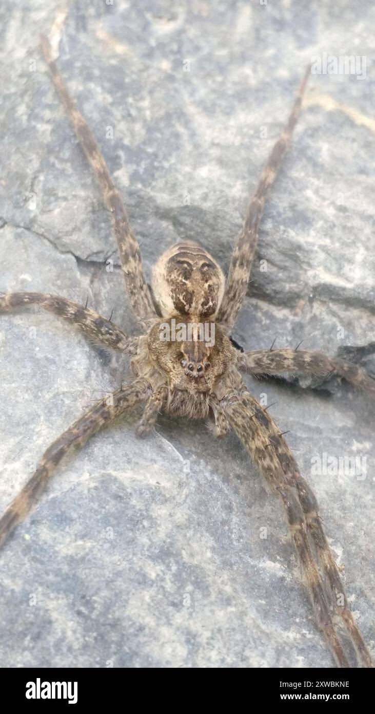 Striped Fishing Spider (Dolomedes scriptus) Arachnida Stock Photo - Alamy