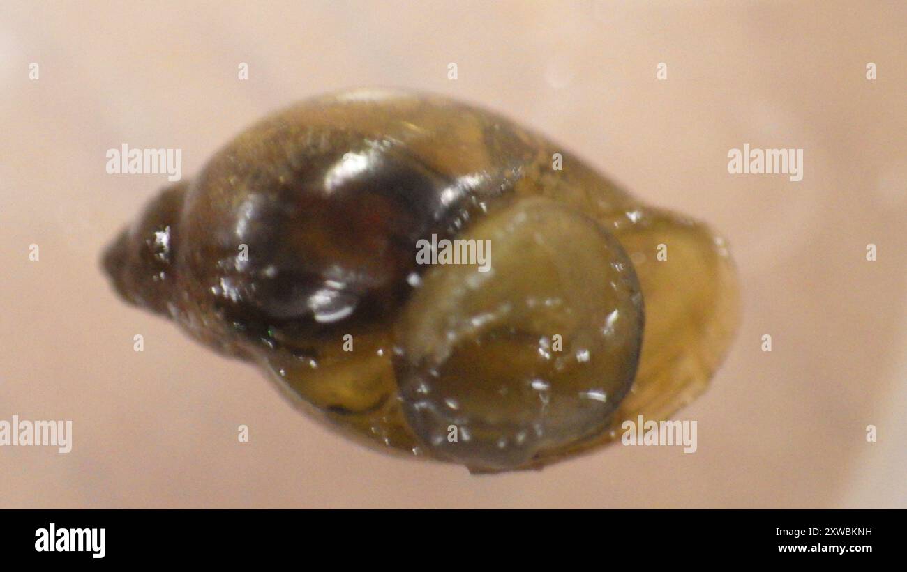 Physidae snails hi-res stock photography and images - Alamy