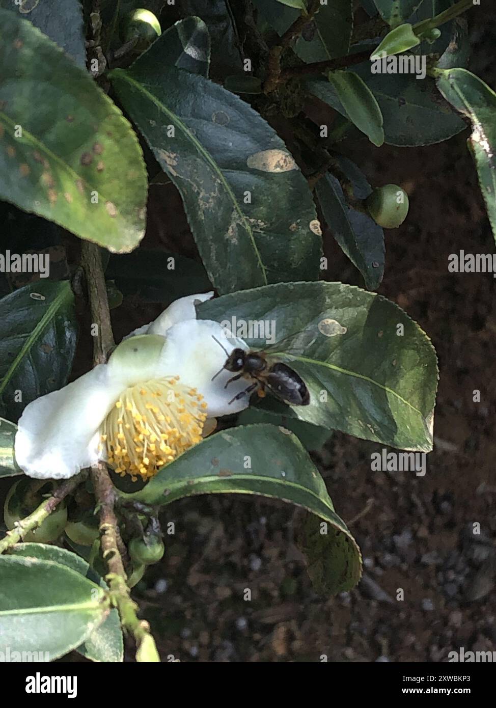 Cavity-nesting Honey Bees (Apis) Insecta Stock Photo - Alamy