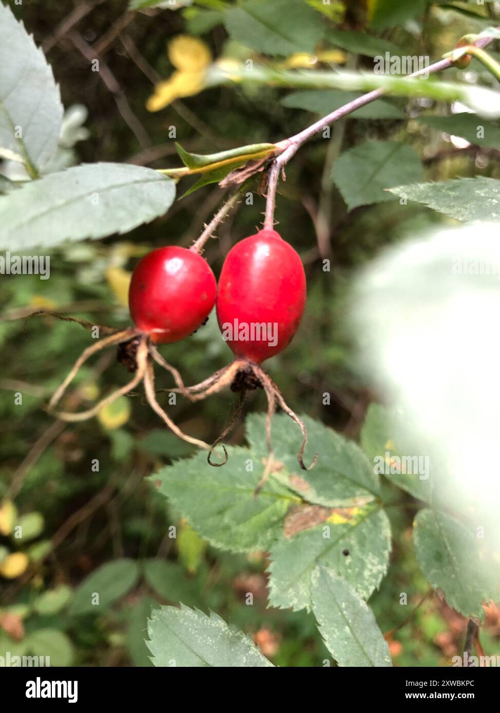 Cinnamon Rose (Rosa majalis) Plantae Stock Photo - Alamy