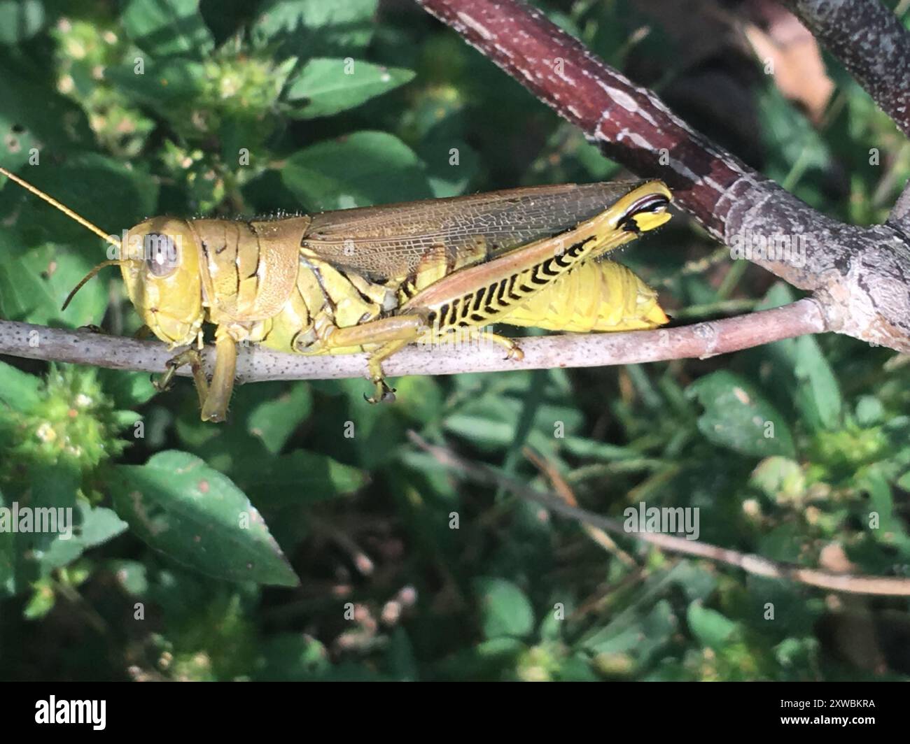 Short-horned Grasshoppers and Locusts (Acridoidea) Insecta Stock Photo ...
