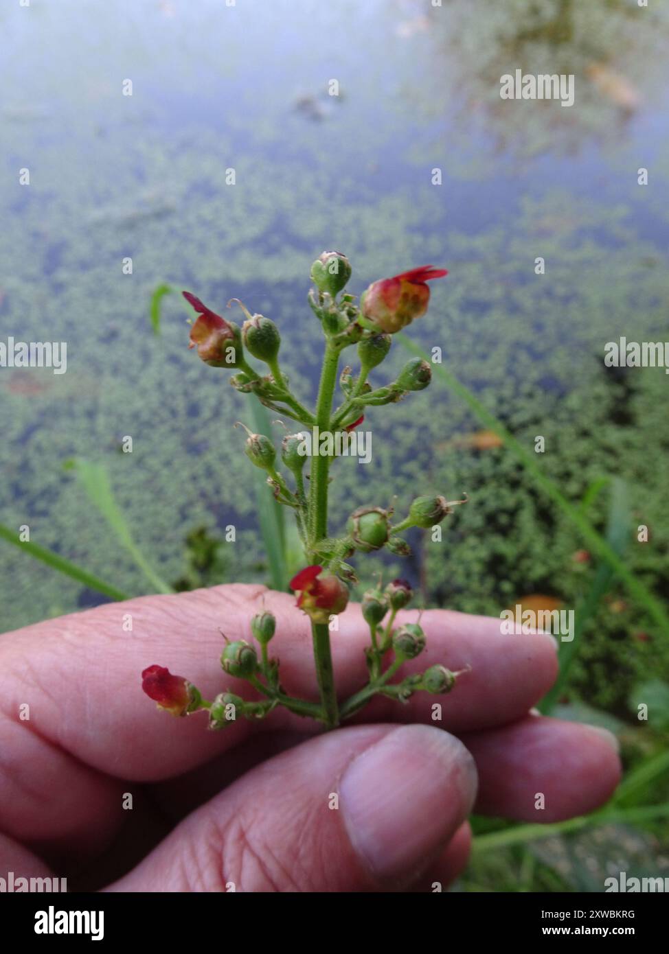 Water Figwort (Scrophularia auriculata) Plantae Stock Photo - Alamy