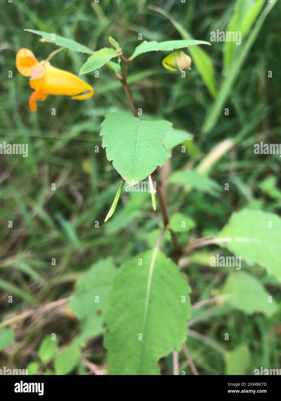common jewelweed (Impatiens capensis) Plantae Stock Photo - Alamy