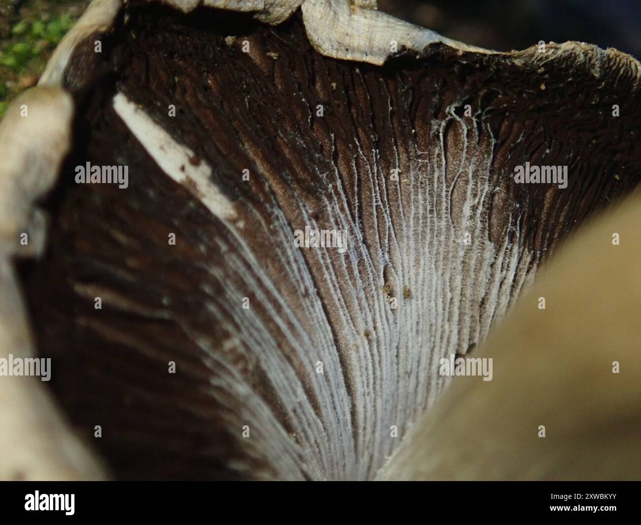 Common Ink Cap (Coprinopsis atramentaria) Fungi Stock Photo - Alamy